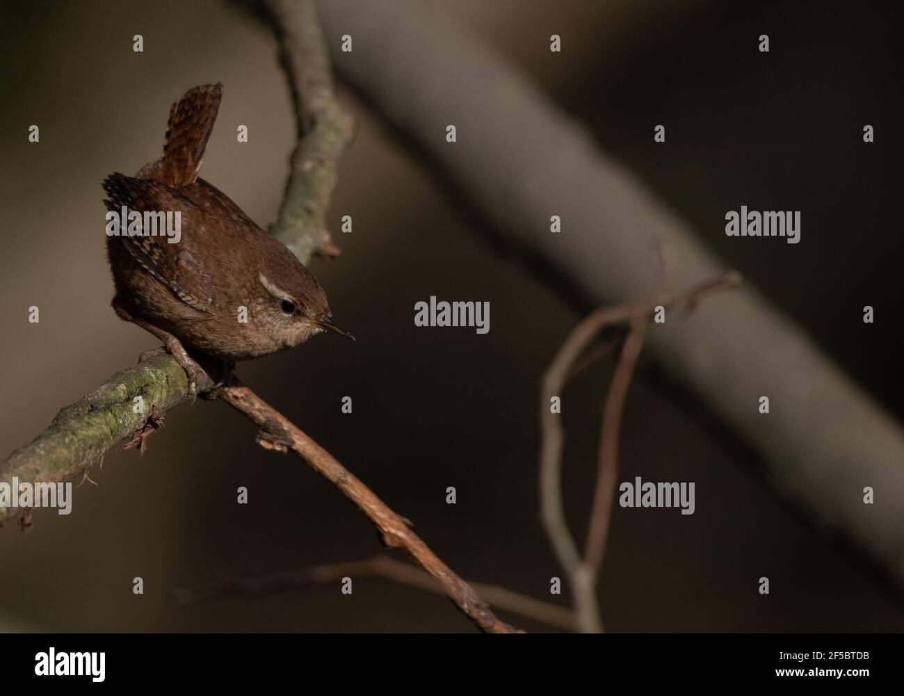 Wren feathers hi-res stock photography and images - Alamy