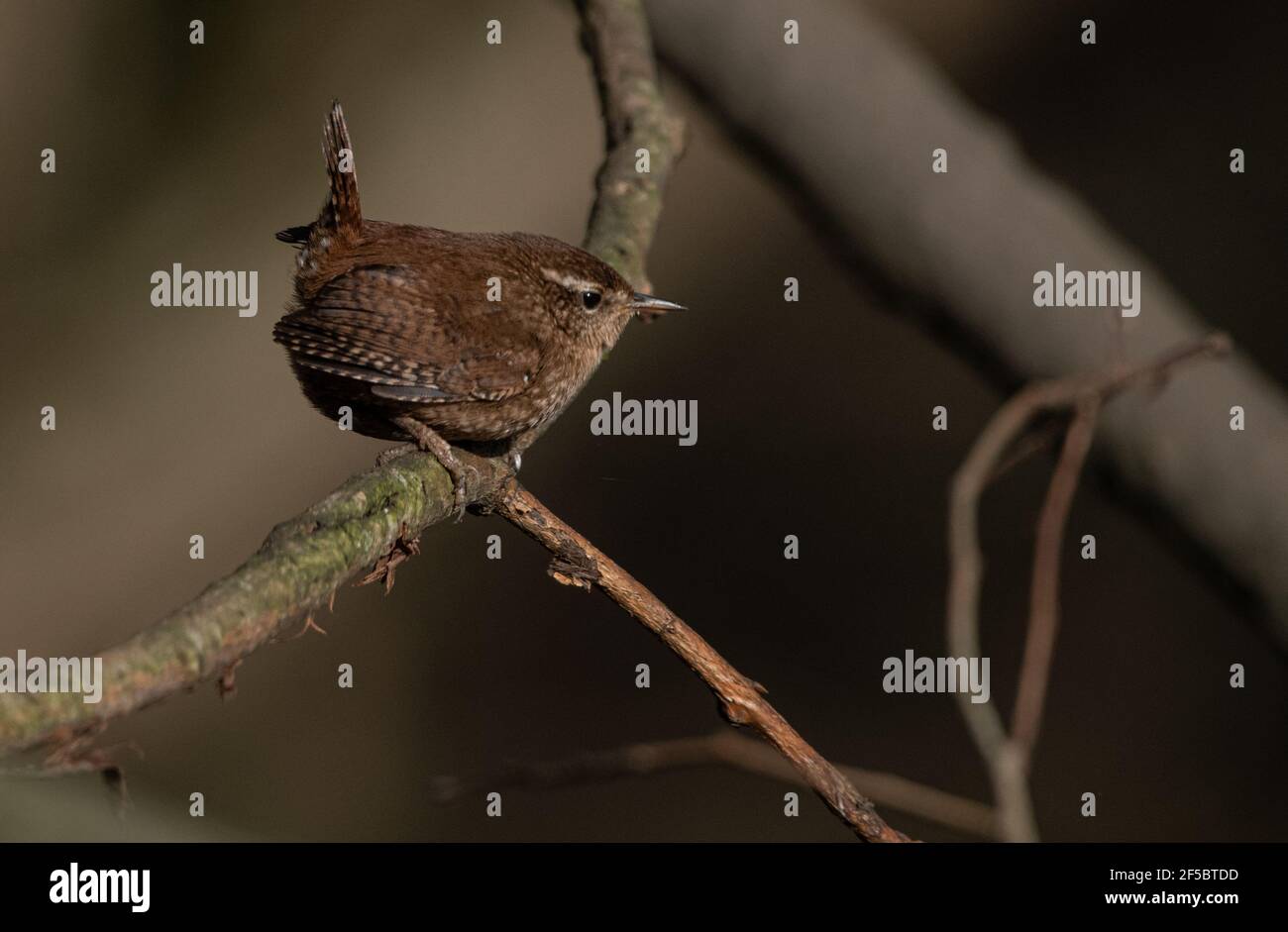 Wren feathers hi-res stock photography and images - Alamy