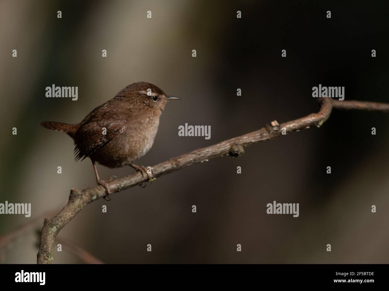 Wren feathers hi-res stock photography and images - Alamy