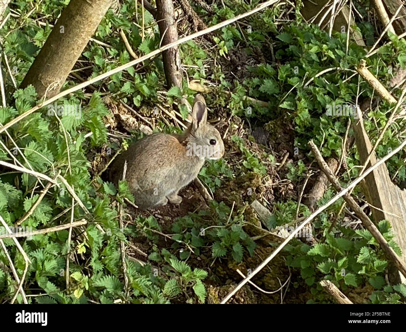 wild rabbit rabbits in undergrowth of woodland stock Stock Photo - Alamy