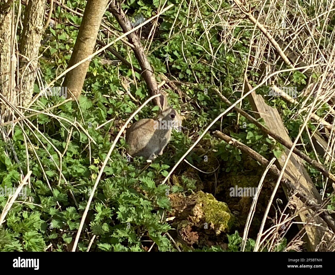 wild rabbit rabbits in undergrowth of woodland stock Stock Photo - Alamy