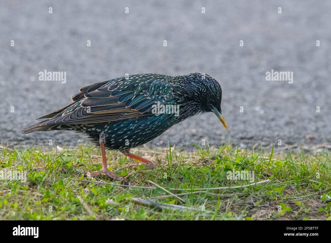 Uk starling winter plumage hi-res stock photography and images - Alamy