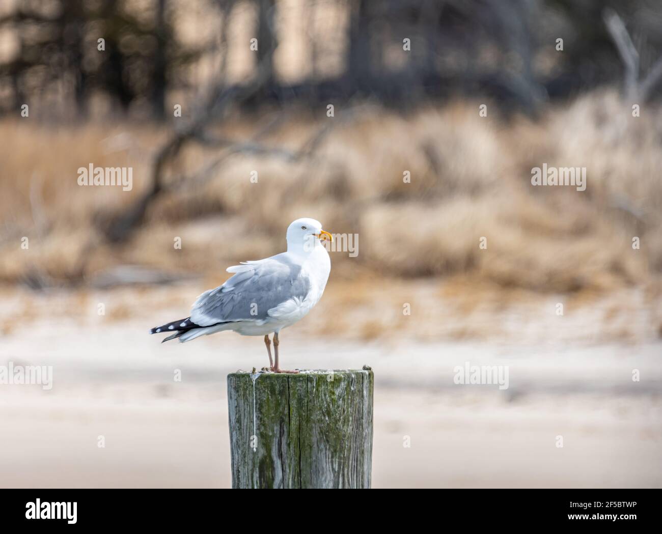 Standing on white piling hi-res stock photography and images - Alamy
