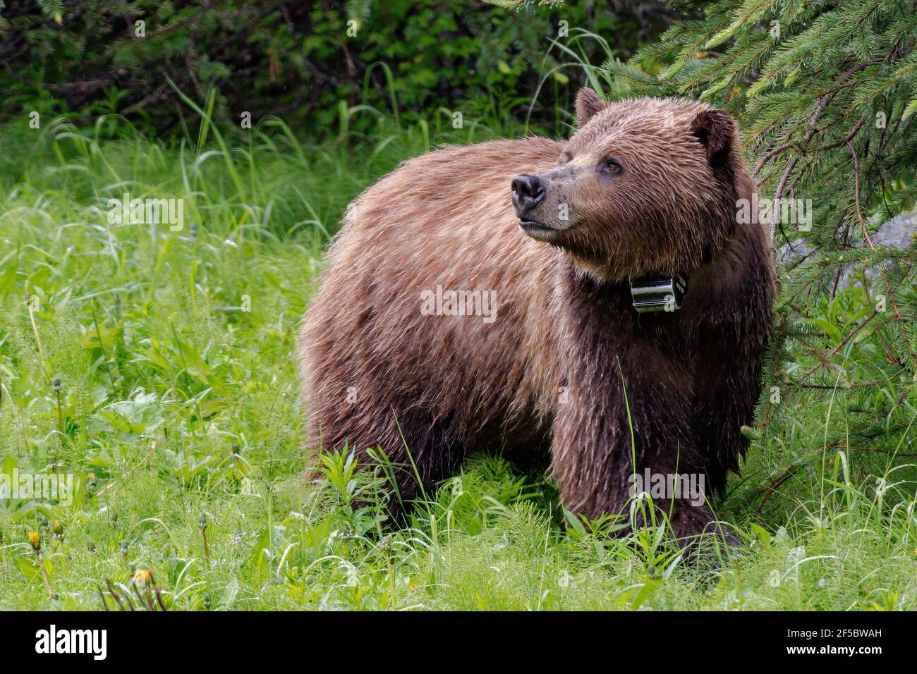 Grizzly Bear at Banff Nationalpark in Canada Stock Photo - Alamy