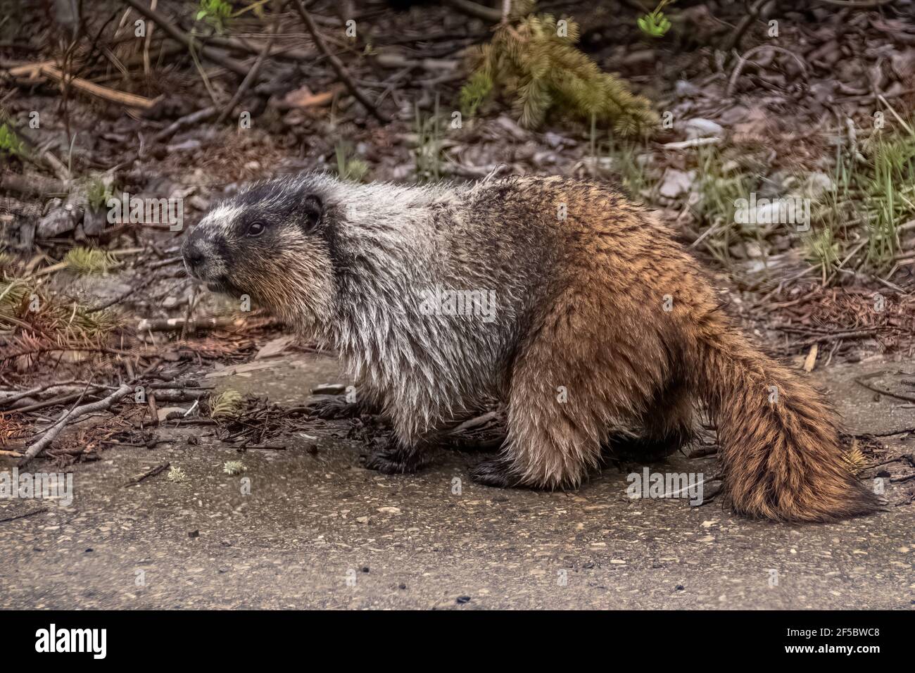 Marmot at Banff Nationalpark in Canada Stock Photo - Alamy