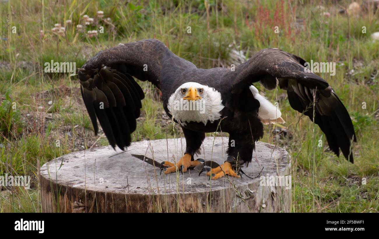 Bald Eagle at the Birds in Motion Show at Grouse Mountain Vancouver ...