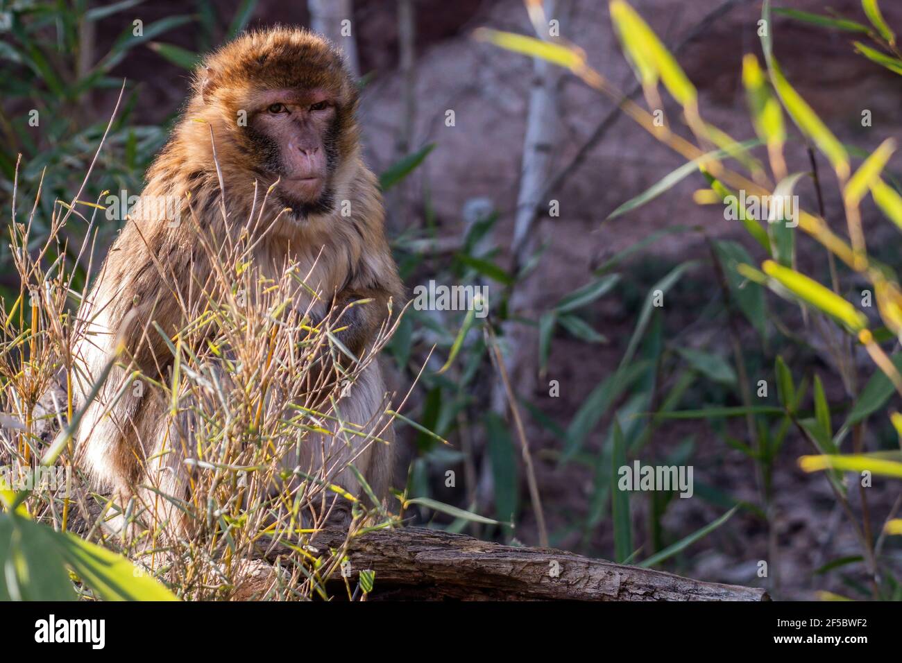 Barbary Ape at the Nuremberg Zoo Stock Photo - Alamy