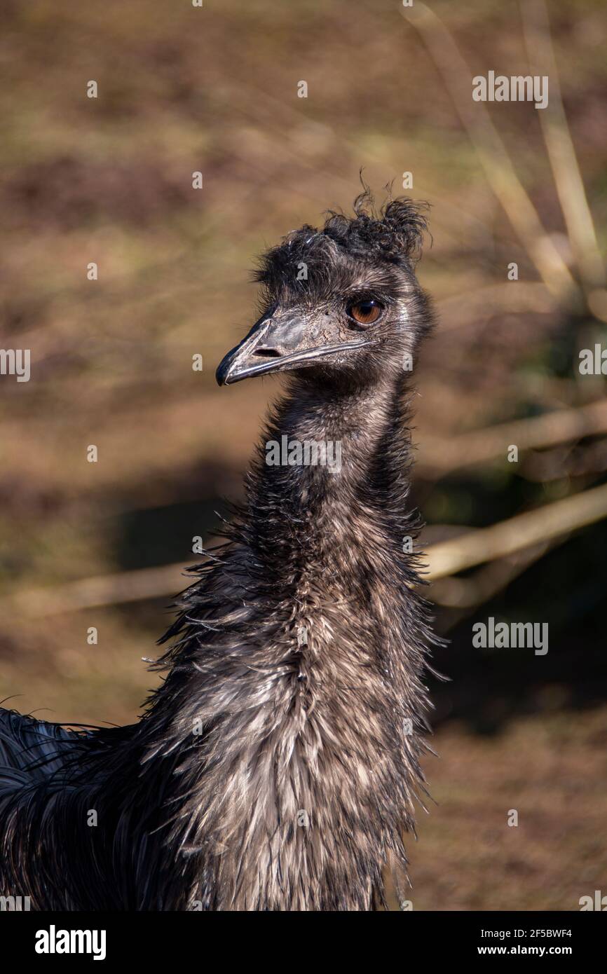 Emu at the Nuremberg Zoo Stock Photo - Alamy