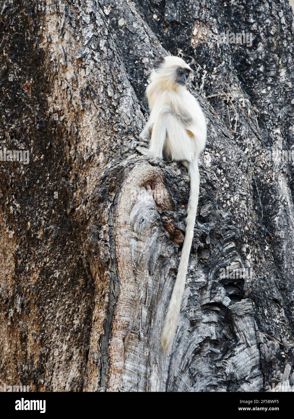 Northern Plains Grey Langur - youngster Semnopithecus entellus ...