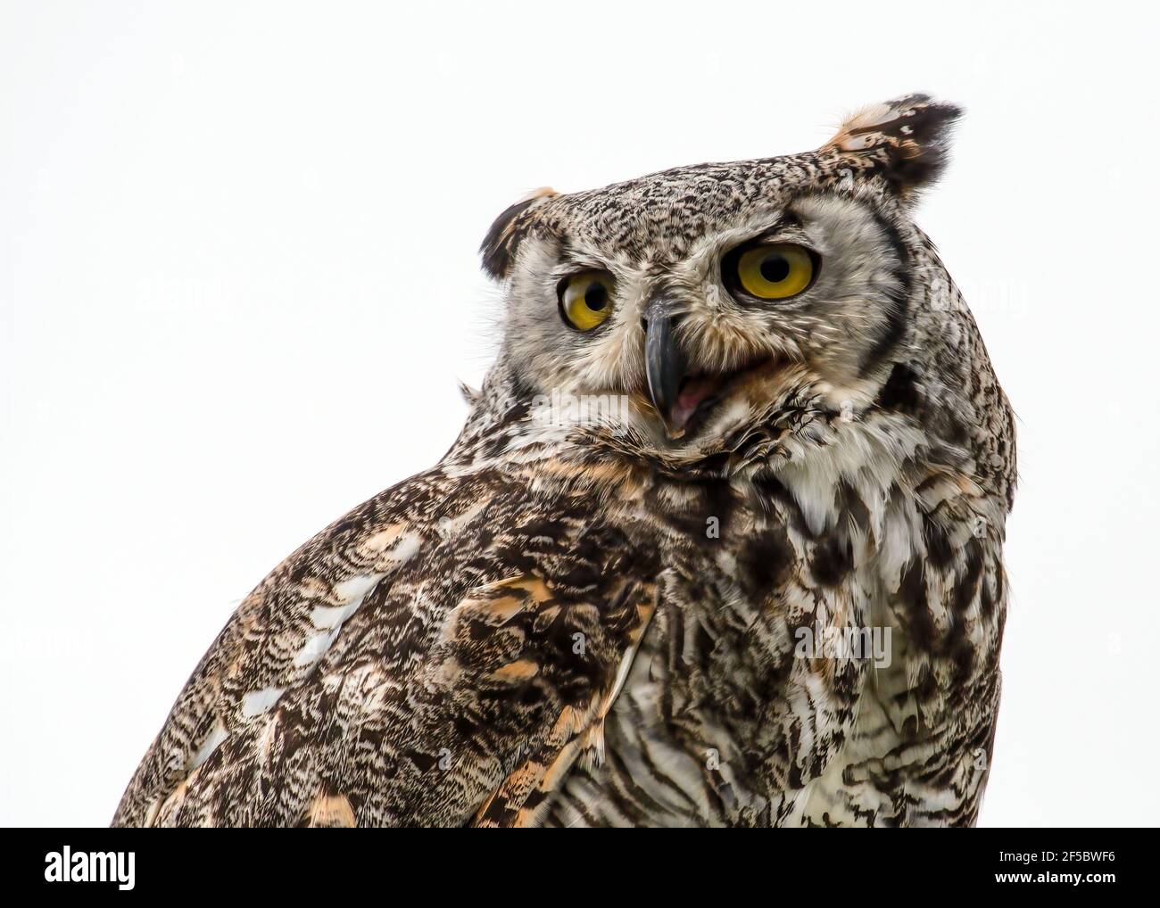Vancouver owl hi-res stock photography and images - Alamy