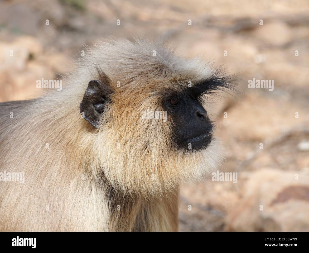 Northern Plains Grey Langur Semnopithecus entellus Rajasthan, India ...