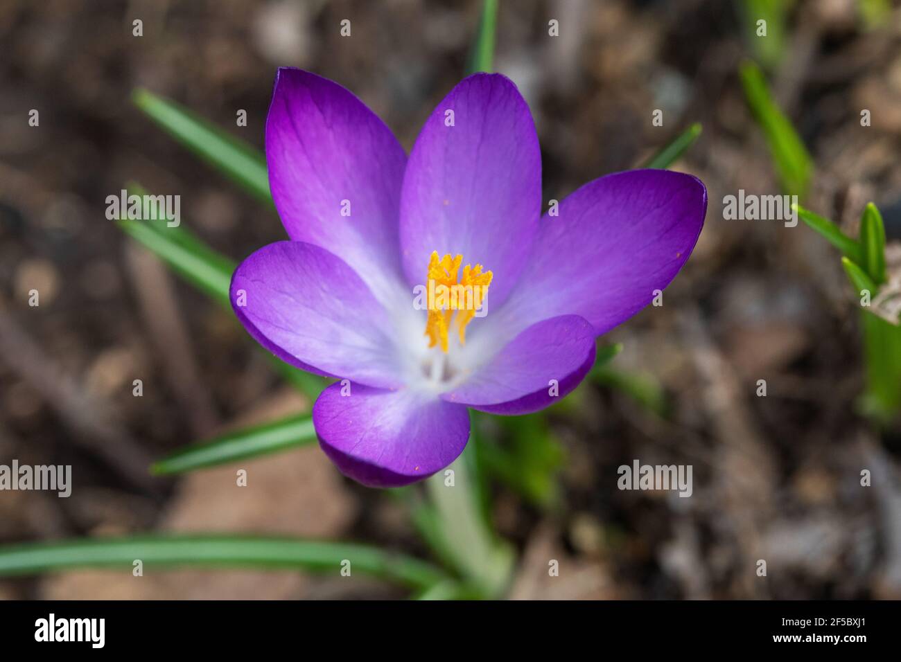 Crocus flower early spring hi-res stock photography and images - Alamy