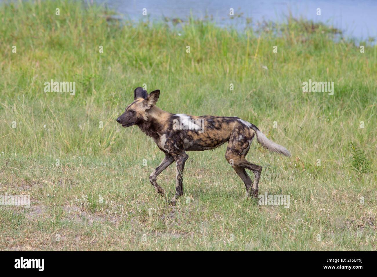 Wolf side profile hi-res stock photography and images - Alamy