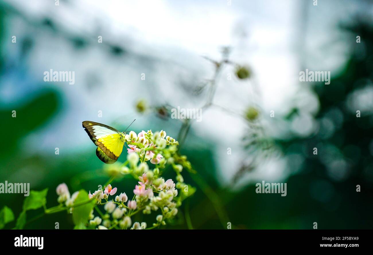 Beautiful yellow butterfly on pink creeper flowers in a garden. Spring ...