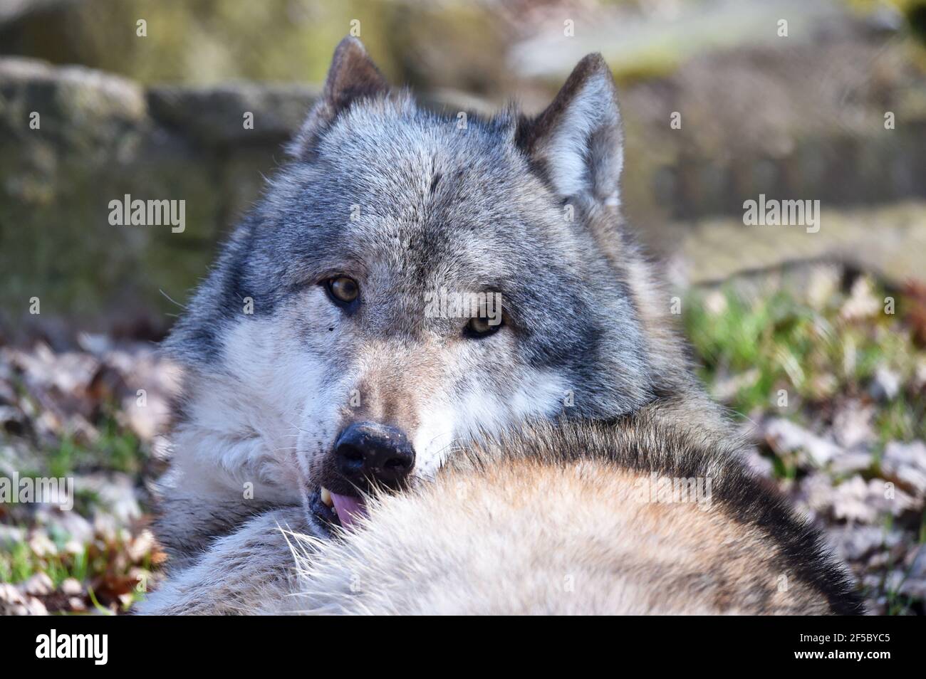 The Gray Wolf Stock Photo - Alamy