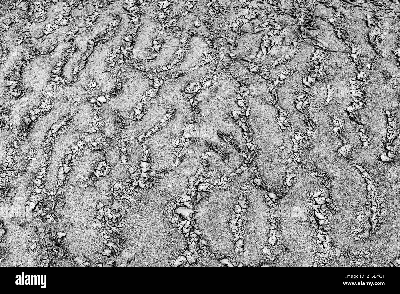 Dry soil texture Black and White Stock Photos & Images - Alamy