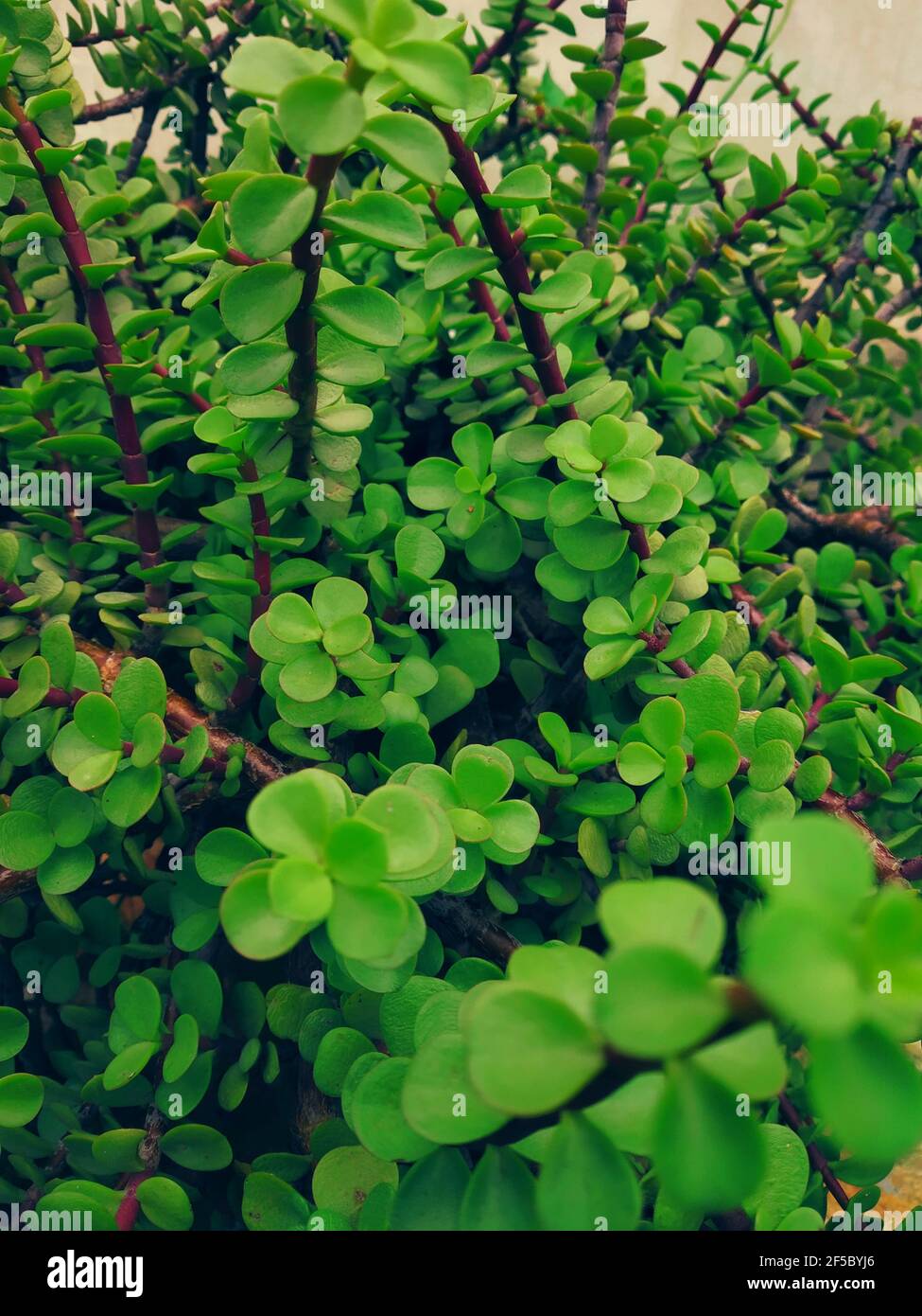 Vertical shot of the branches with green fresh leaves of Thunberg ...