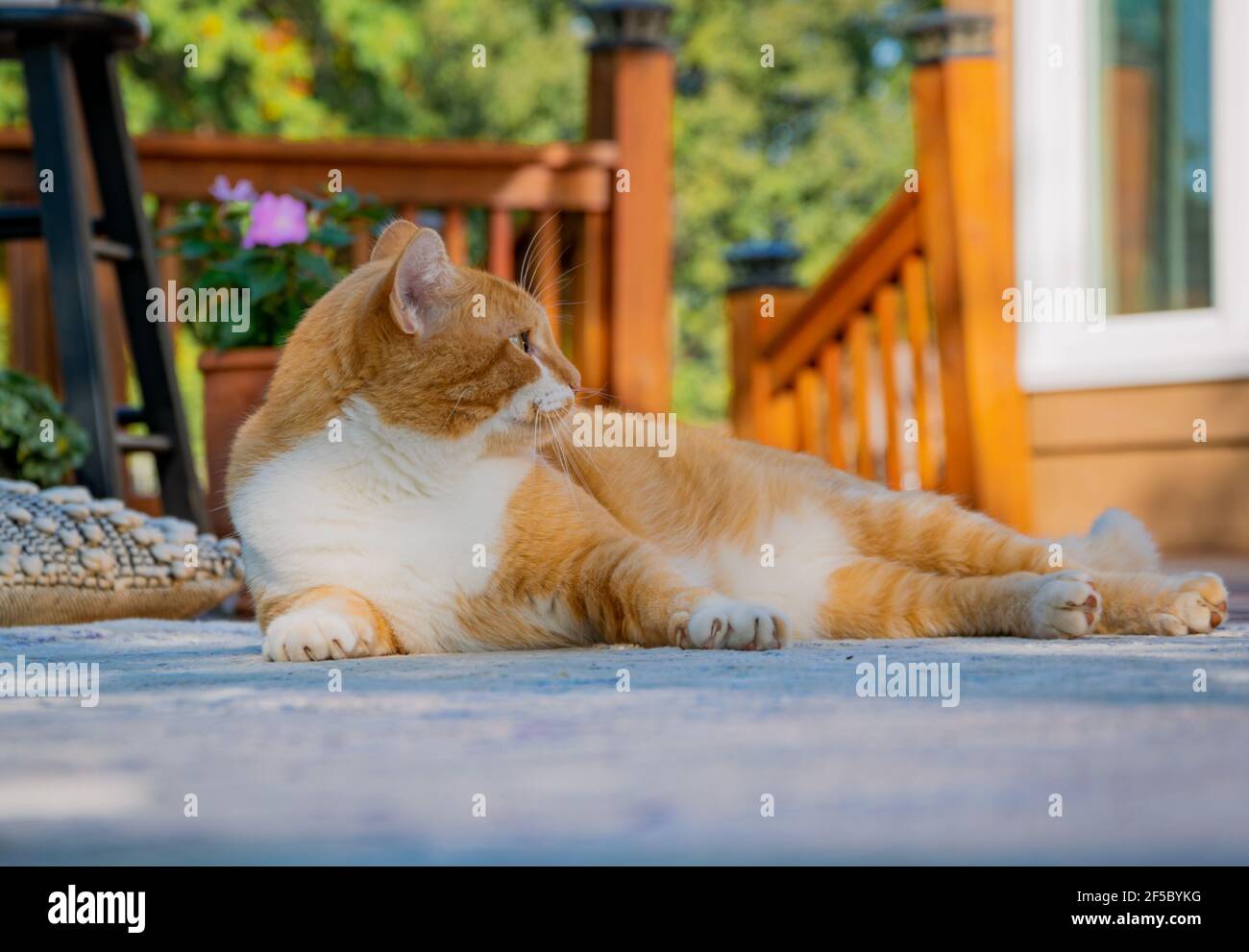 Closeup of an adorable fluffy ginger cat laying on the ground Stock ...