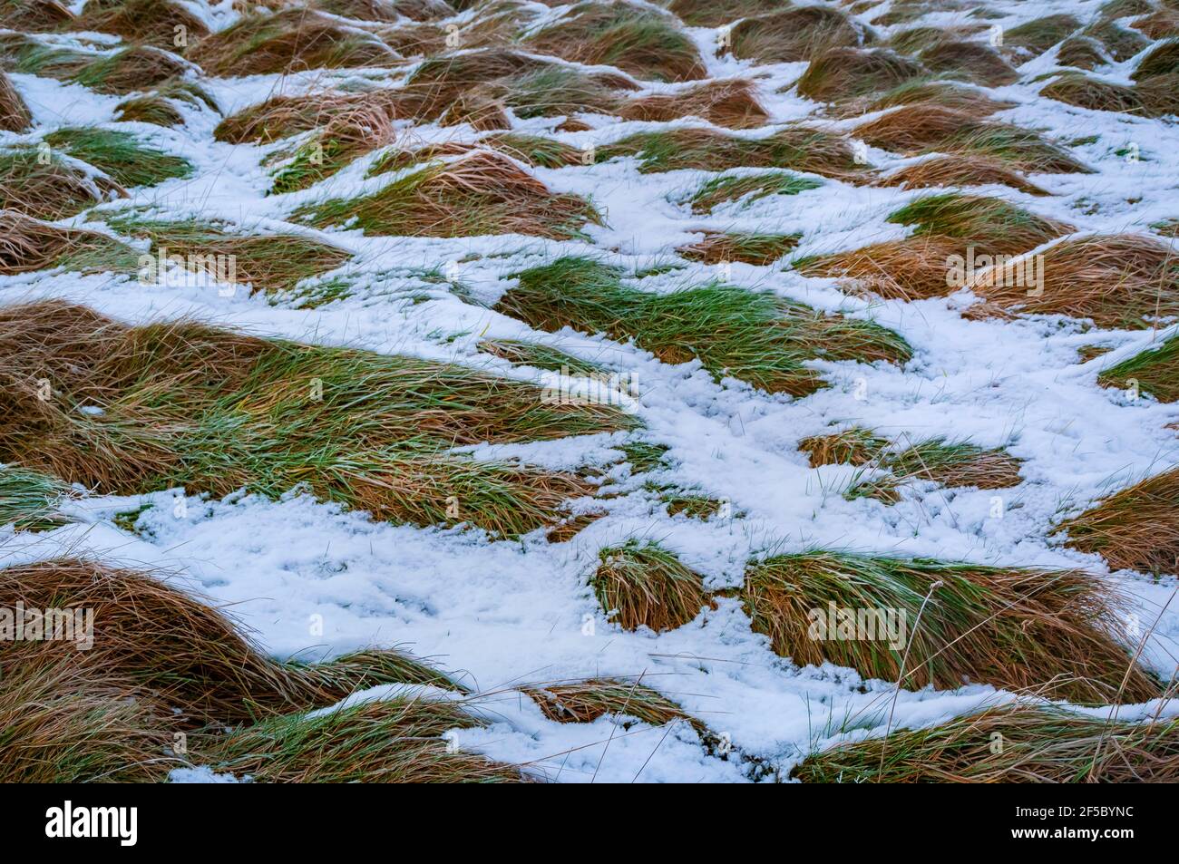 Deep snow on grass at the remains of Ricklow Quarry at the head of ...