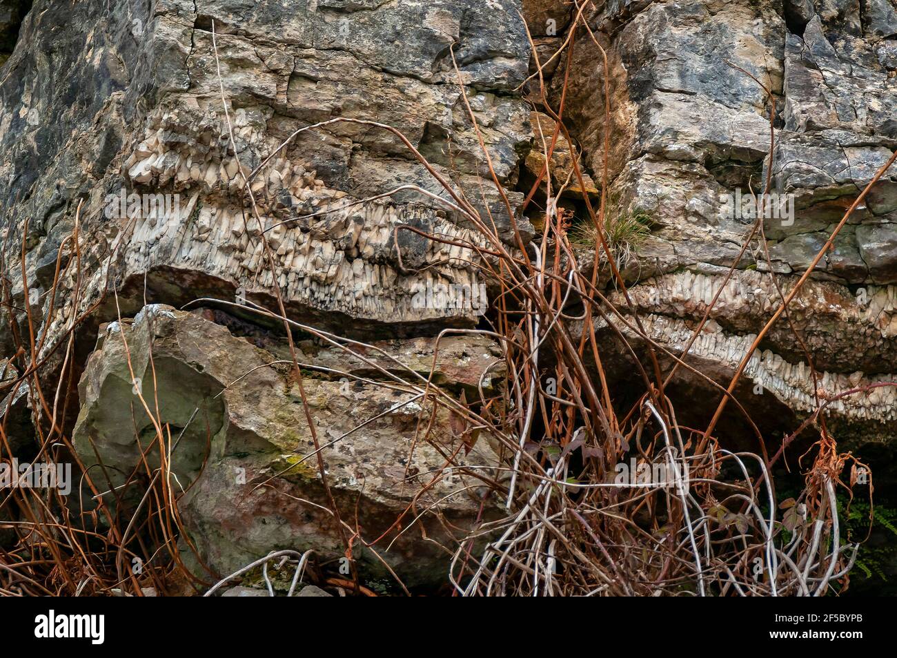 Dramatic 'toothed' bedding of chert intersecting reef limestone in the ...