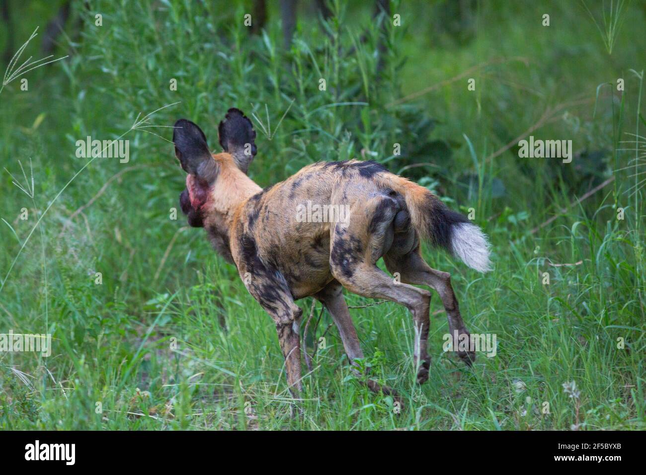 African Wild Hunting Dog or Painted Wolf (Lycaon pictus). One of a pack ...