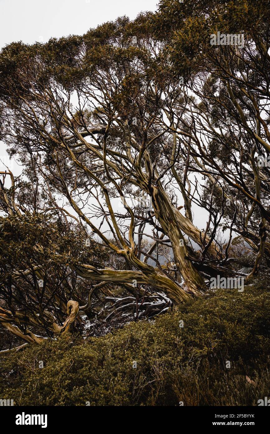 Snow gums on the mountain at Thredbo Stock Photo - Alamy