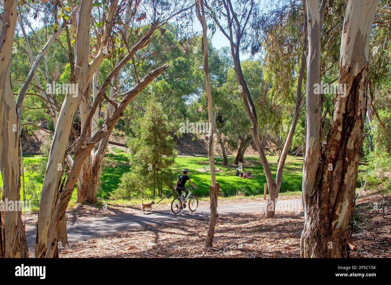 River Torrens Linear Park Trail, Adelaide Stock Photo - Alamy