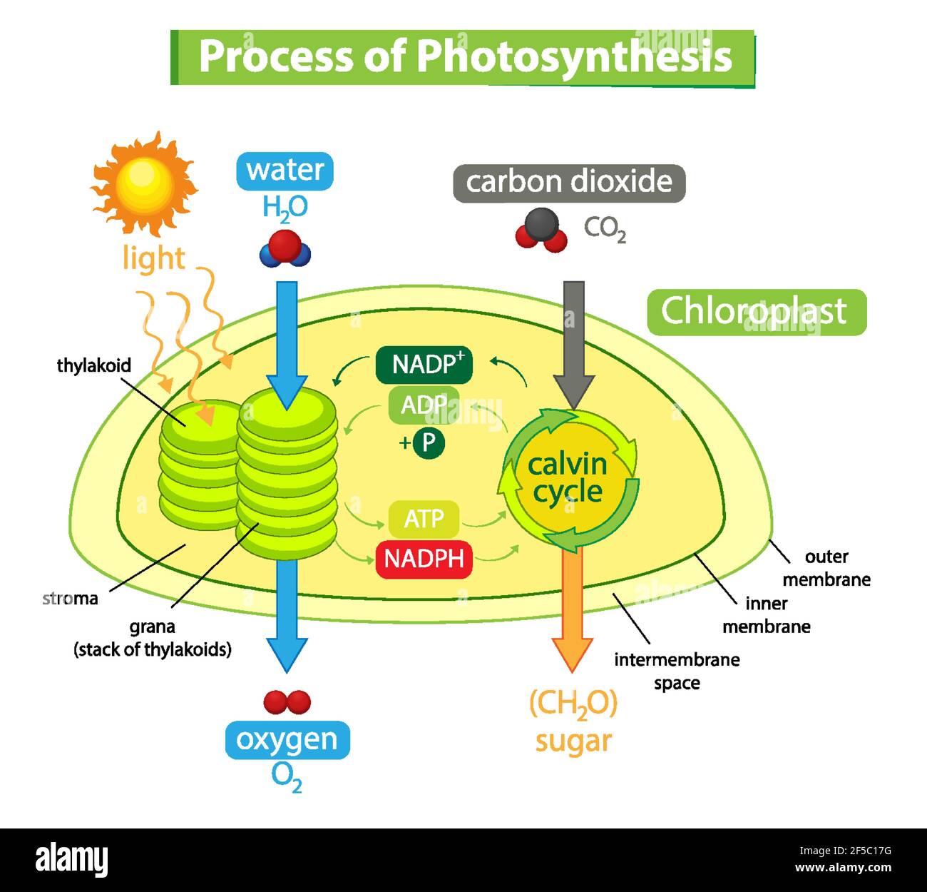 Diagram showing process of photosynthesis in plant illustration Stock ...