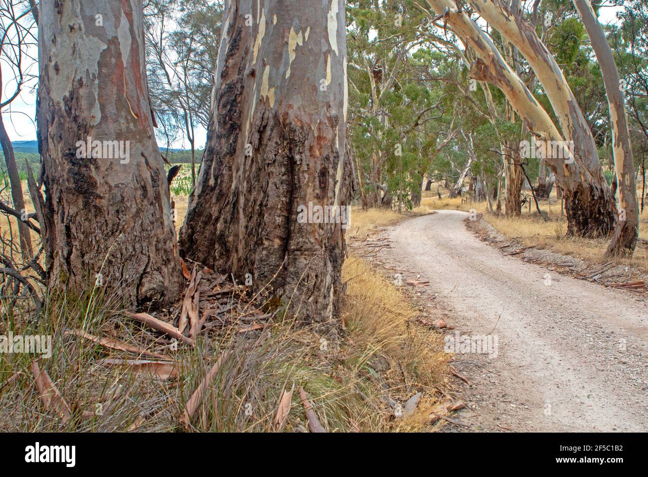 Adelaide hills trees hi-res stock photography and images - Alamy