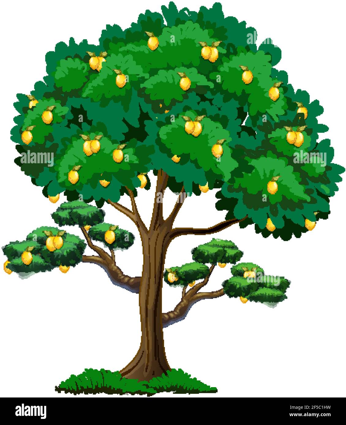 Lemon tree in cartoon style isolated on white background illustration ...