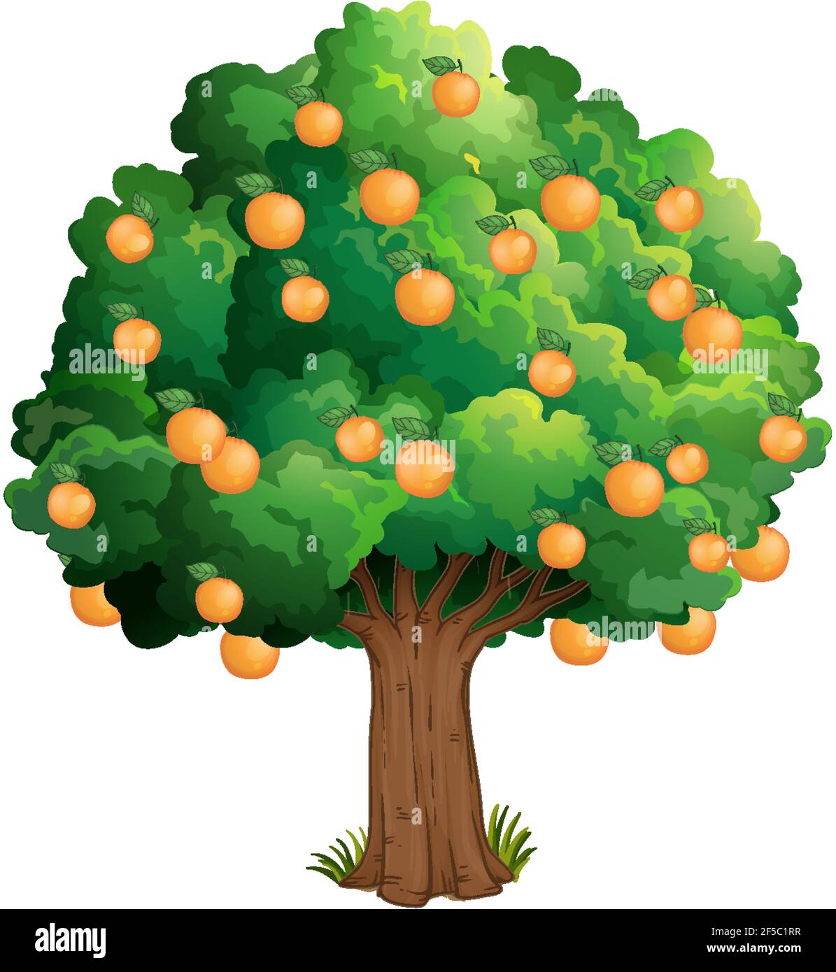 Orange tree isolated on white background illustration Stock Vector ...