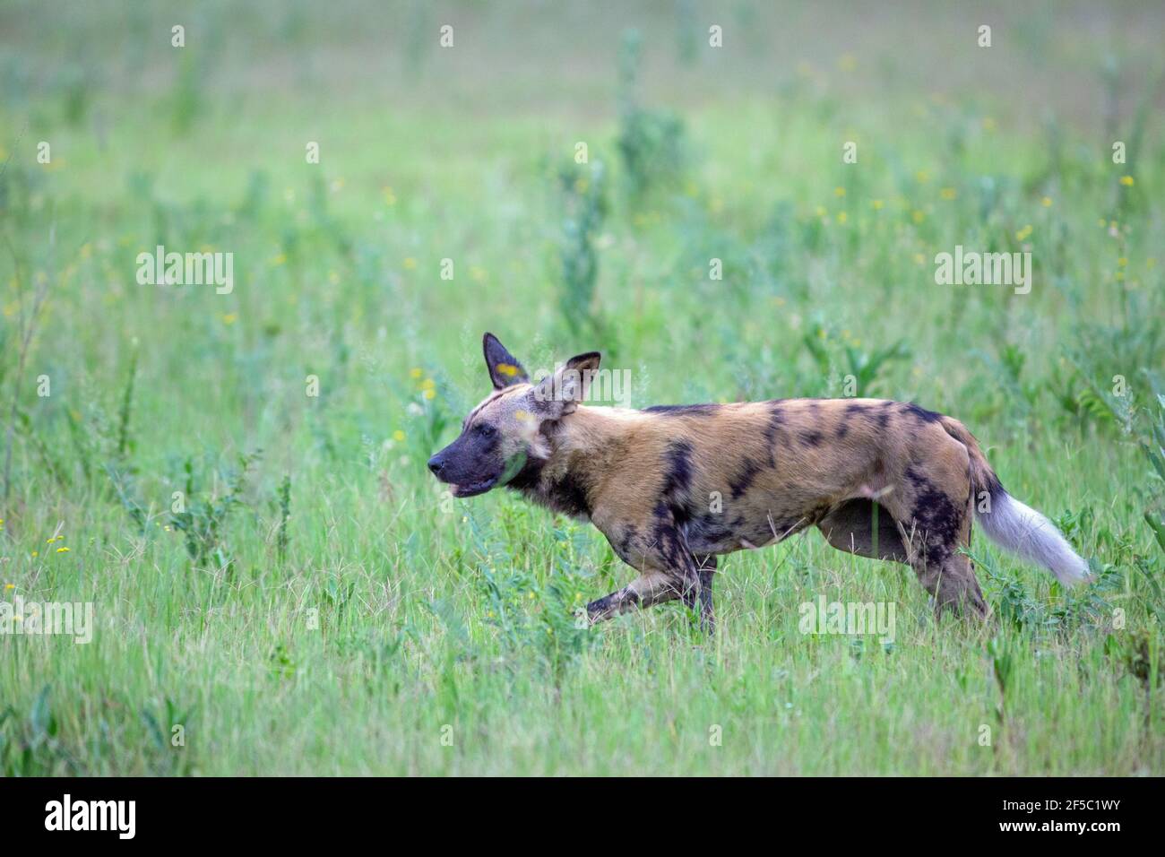 African Wild Dog Hunting Impala