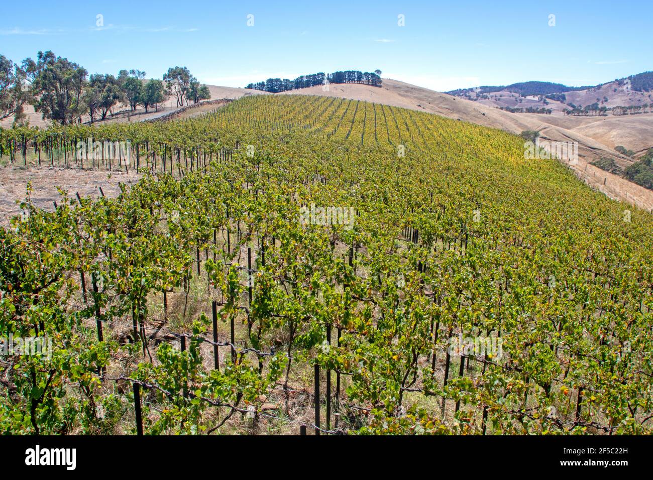 Winery barossa valley hi-res stock photography and images - Alamy
