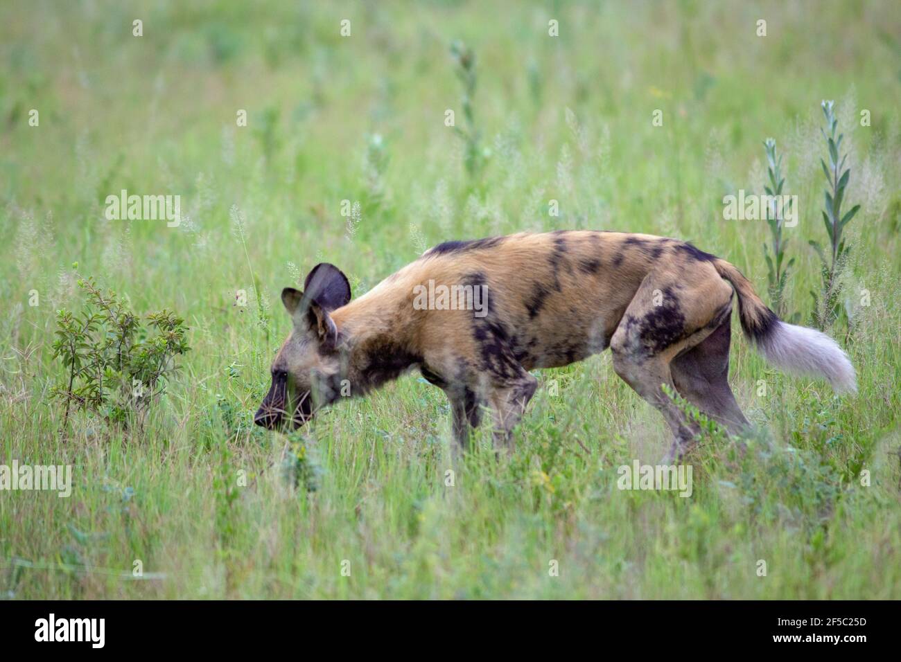 African Wild Hunting Dog or Painted Wolf (Lycaon pictus). Following and ...