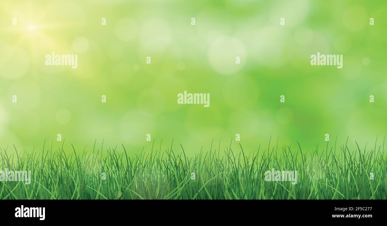 Lush green grass lit by the sun - Vector illustration Stock Vector ...