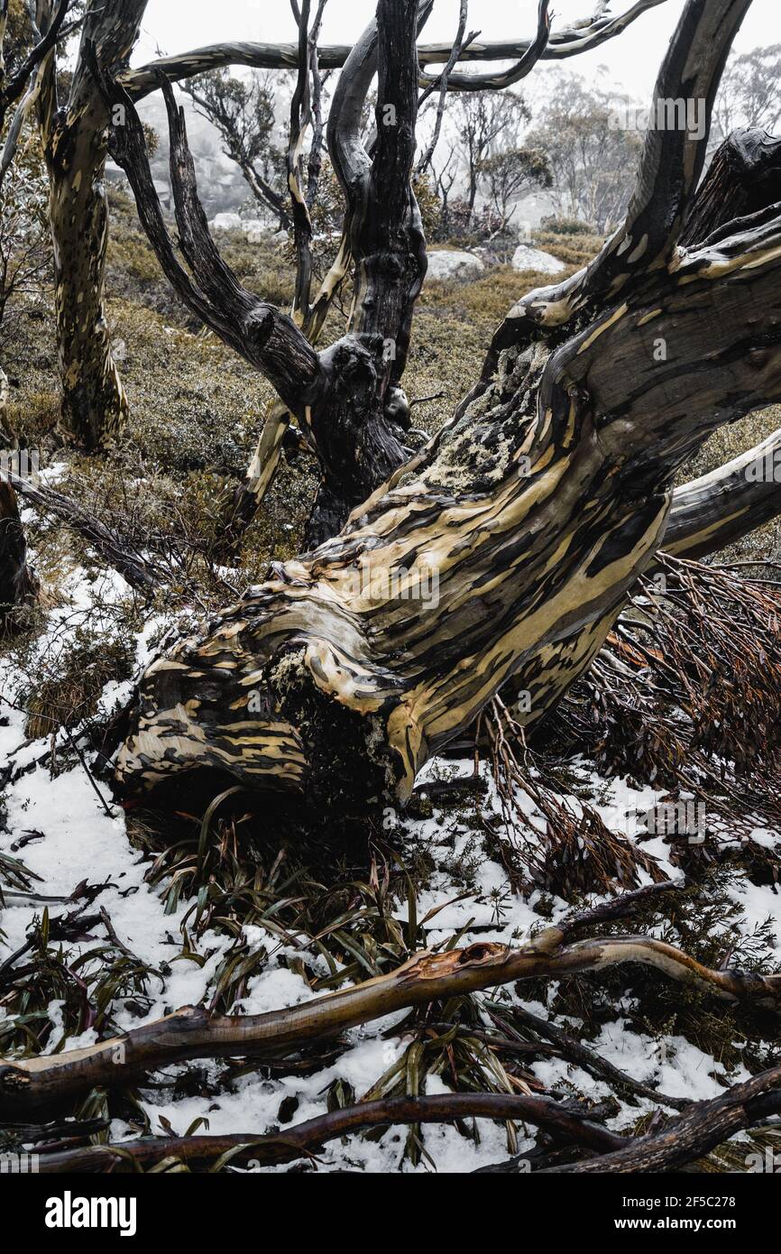 Snow gums on the mountain at Thredbo Stock Photo - Alamy