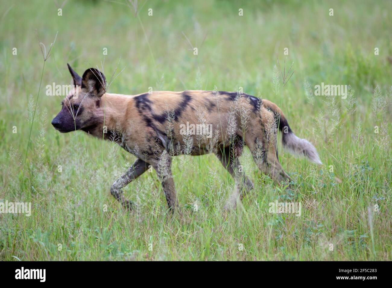 African Wild Hunting Dog or Painted Wolf (Lycaon pictus). Seeking cover ...