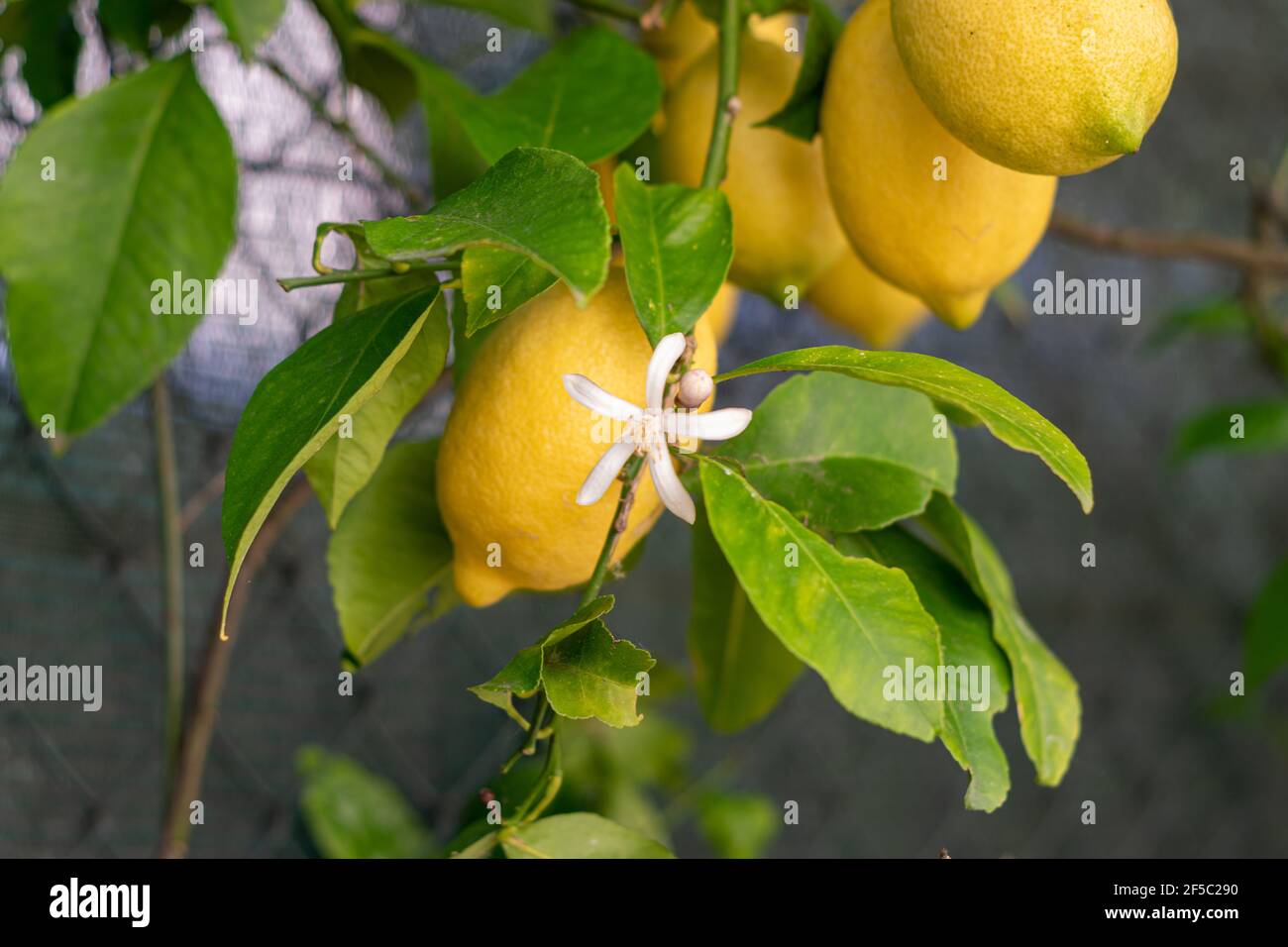 Lemon Tree Flowers High Resolution Stock Photography and Images - Alamy