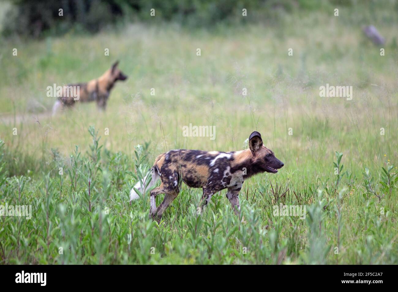 African Wild Hunting Dogs, Painted Wolves (Lycaon pictus). Two of a ...