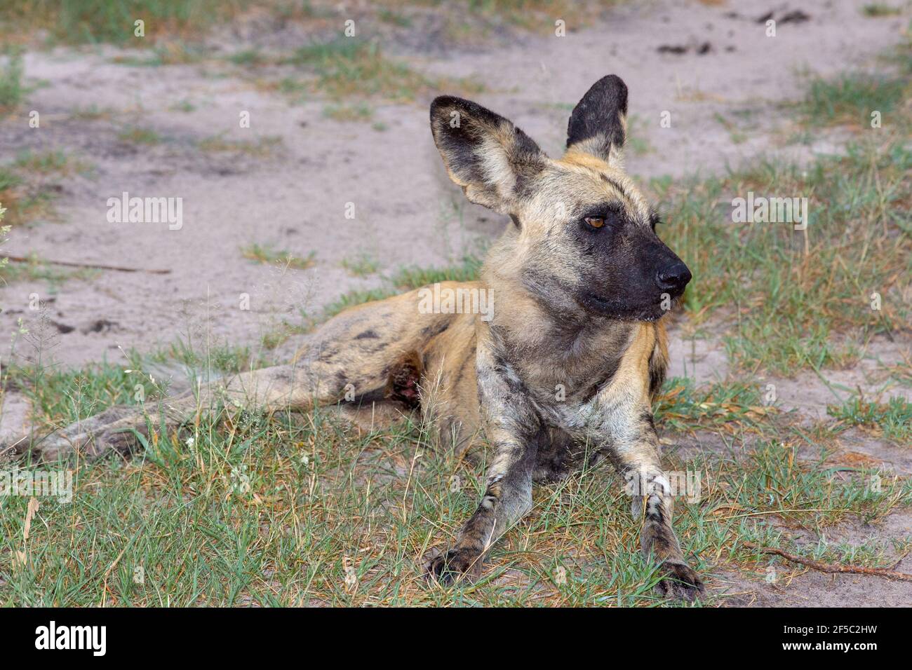 Why Do Wild Dogs Have Big Ears