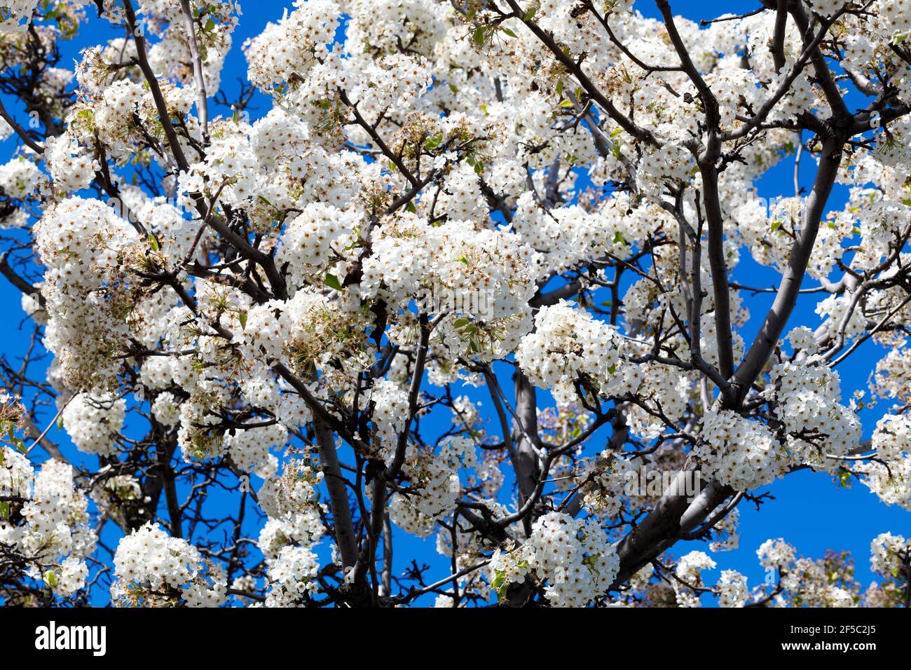 Cherry Blossom In California at Isabelle Bloch blog