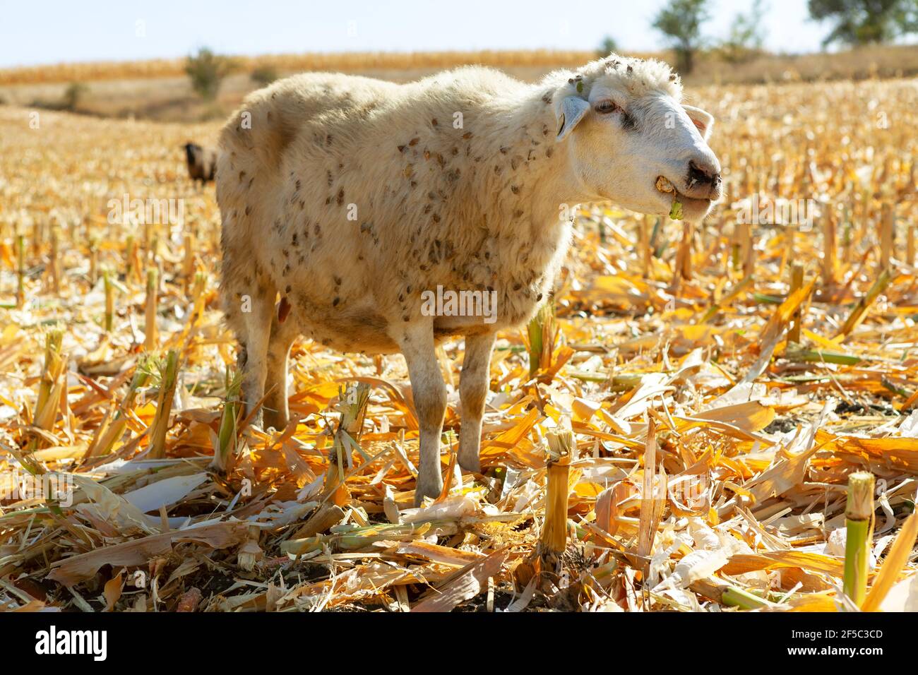 Farm Animals Eating Corn