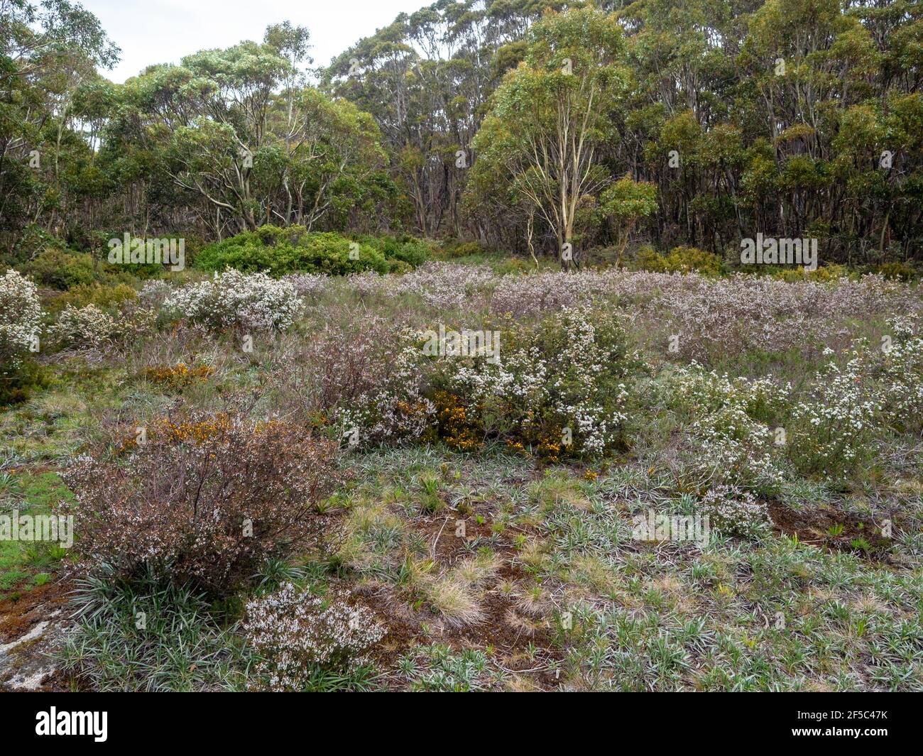 Spring Flowers, Baw Baw National Park, Victoria, Australia Stock Photo ...