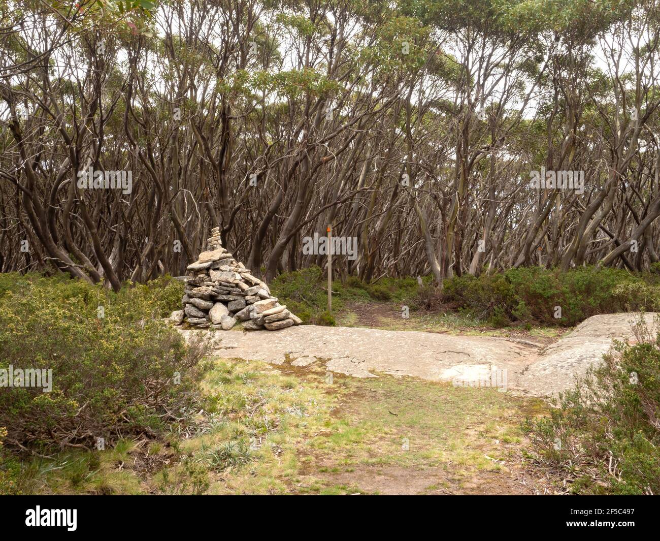 Mount St Phillack Summit, Baw Baw National Park, Victoria, Australia ...