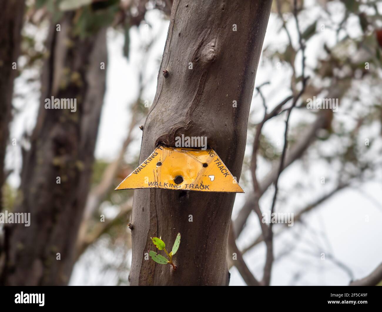 Walking Track sign being absorbed by a gum tree, Baw Baw National Park ...