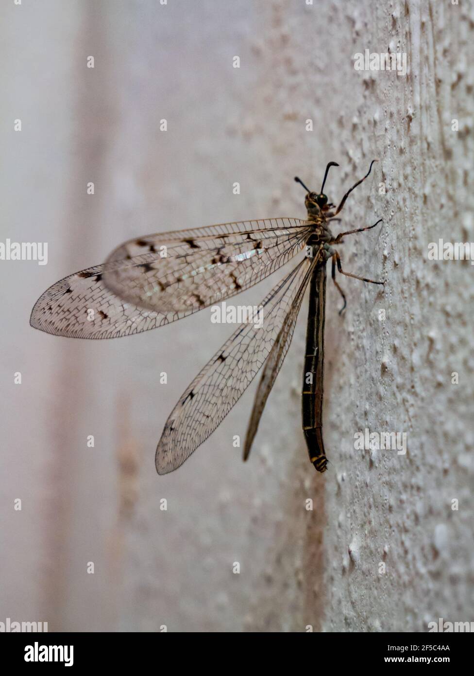 Adult Antlion lace wing(Myrmeleon formicarius) - sitting on wall with ...