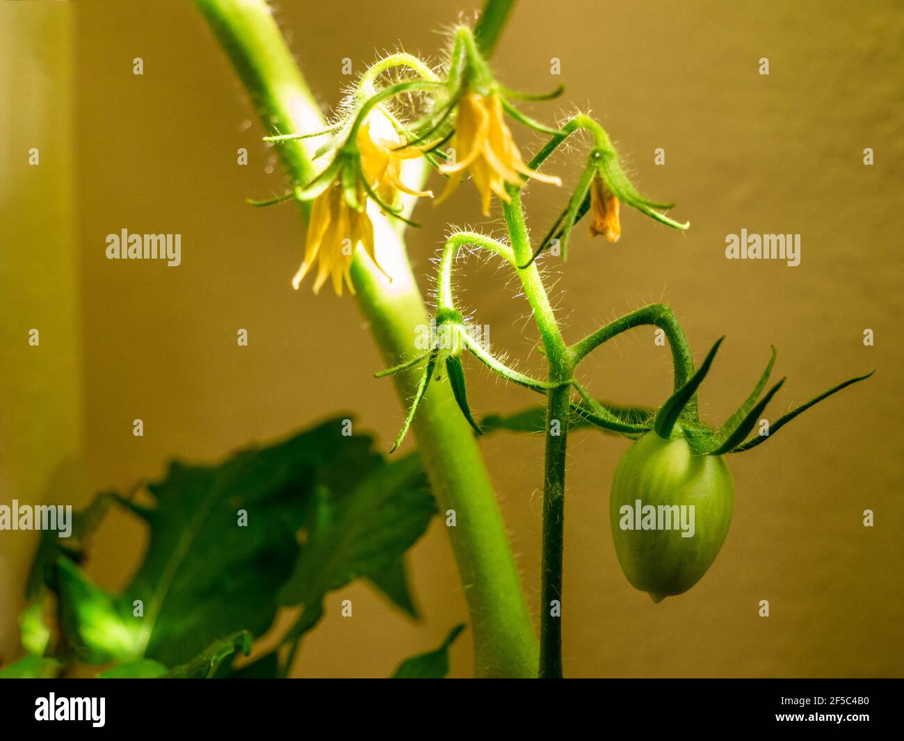 Tomato flowers and one young green cherry tomato on a plant Stock Photo - Alamy