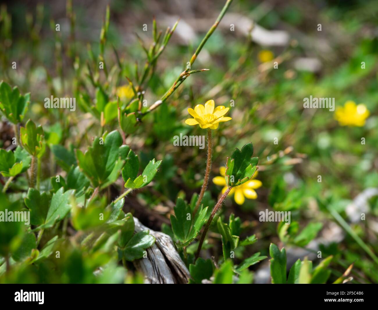 Gunn's Alpine Buttercup (Ranunculus gunnianus), Mount Baw Baw ...
