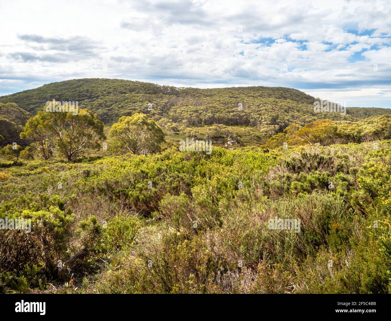 Australian bush and trees, Baw Baw National Park, Victoria, Australia ...