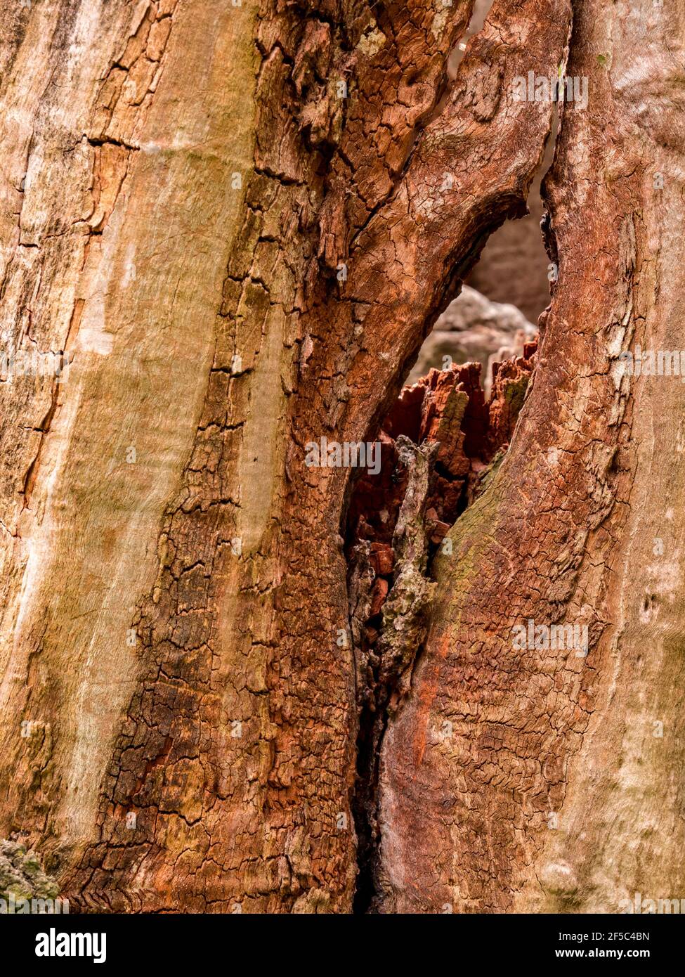 Hole into an old dry stump Stock Photo - Alamy